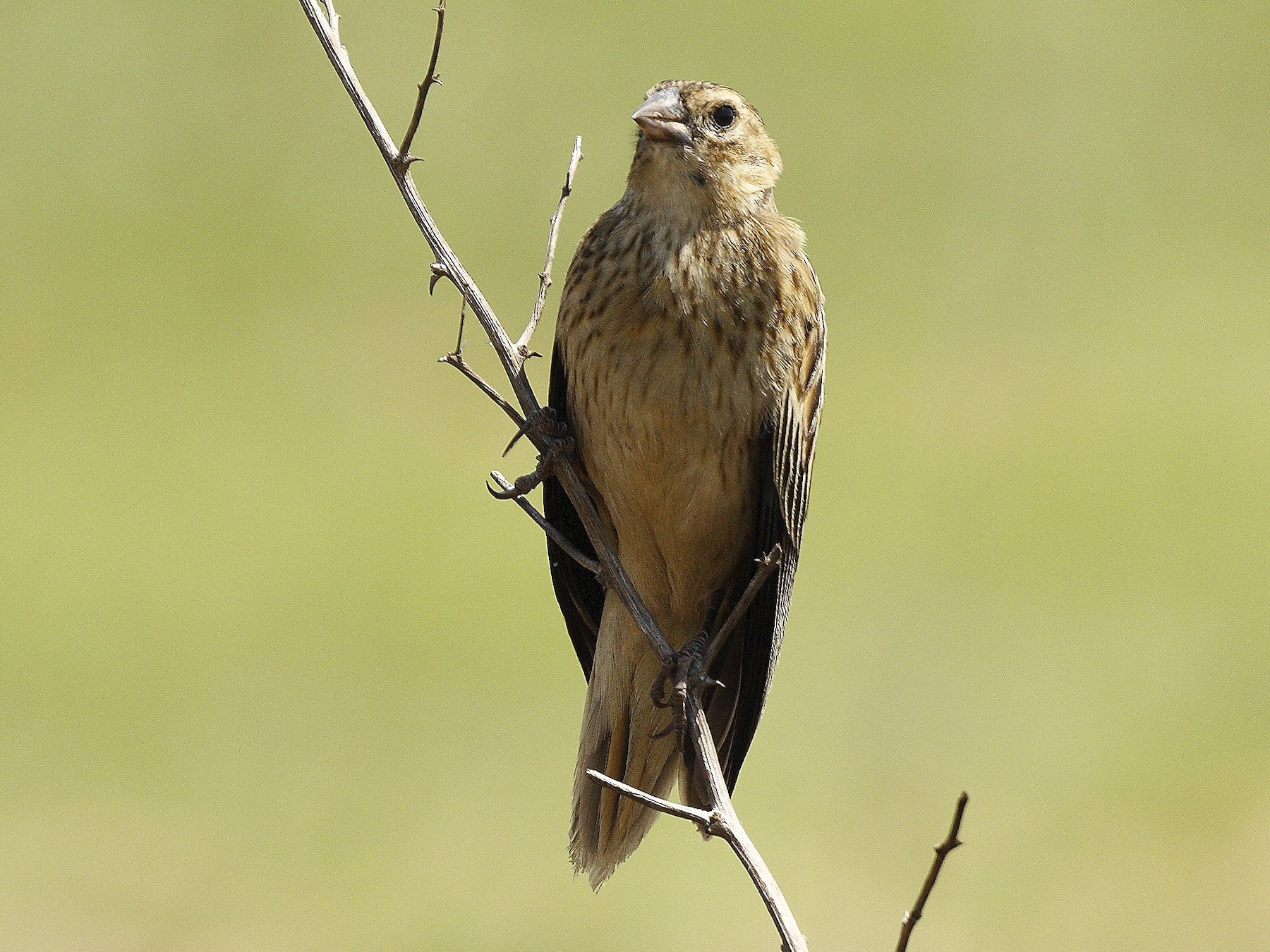Long-tailed Widowbird - eBird