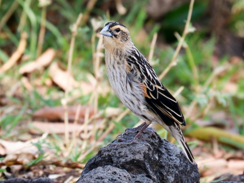 Fan-tailed Widowbird - eBird
