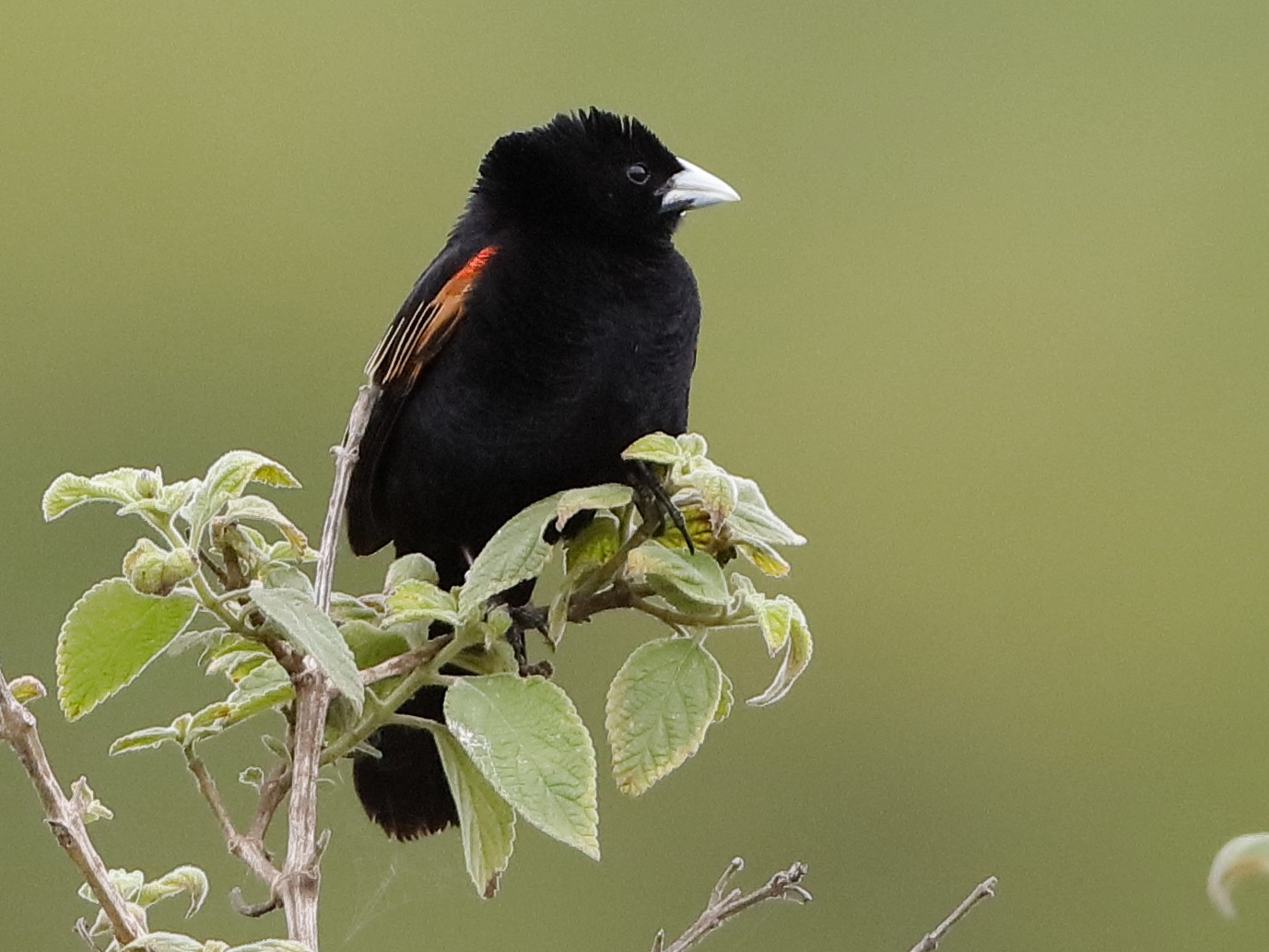 Fan-tailed Widowbird - eBird