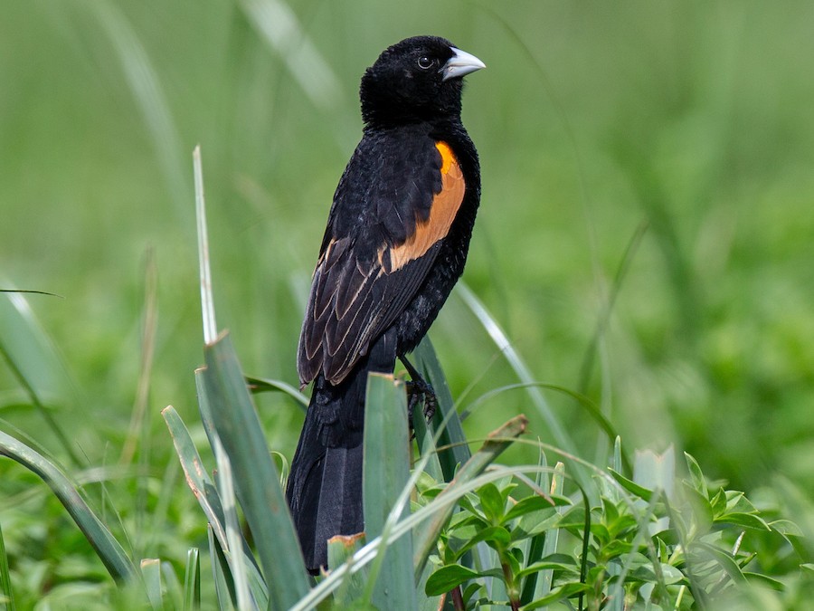 Fan-tailed Widowbird - eBird