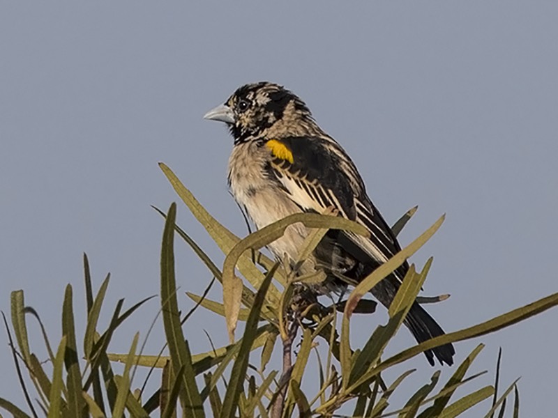 White-winged Widowbird - eBird