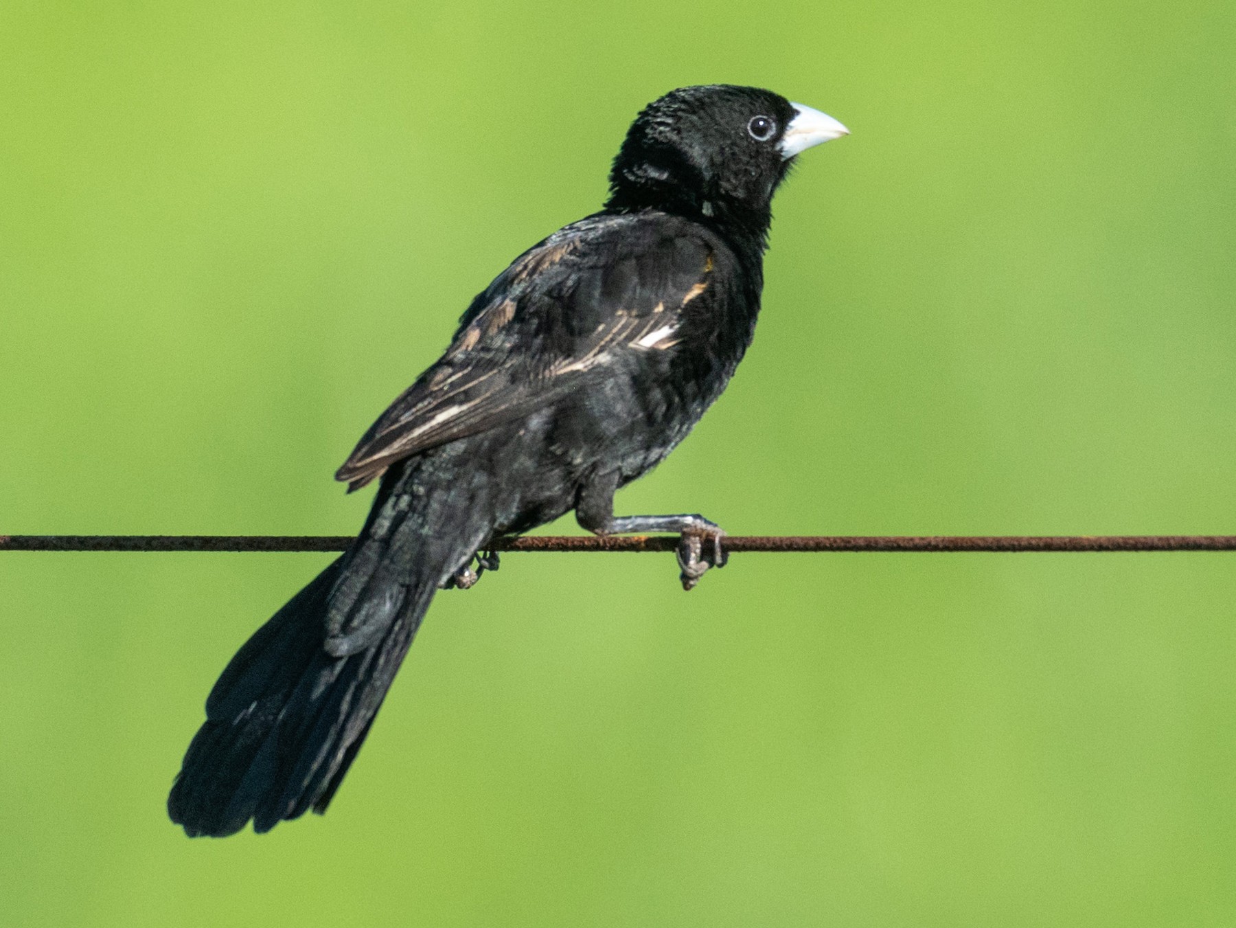 White-winged Widowbird - eBird