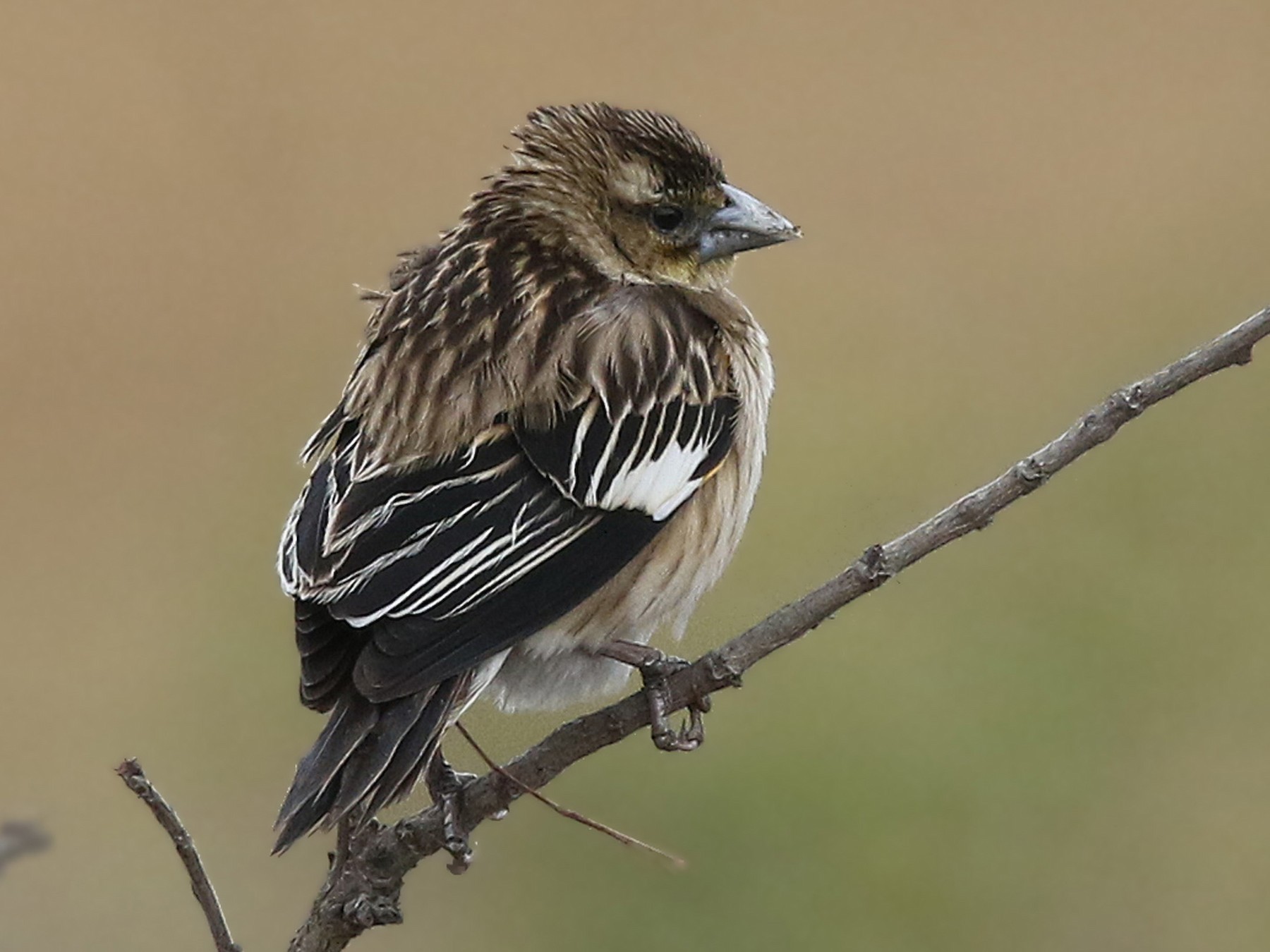 White-winged Widowbird - eBird