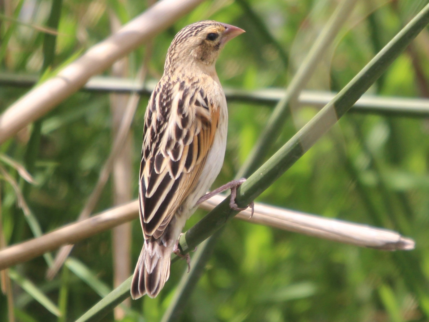 White-winged Widowbird - eBird
