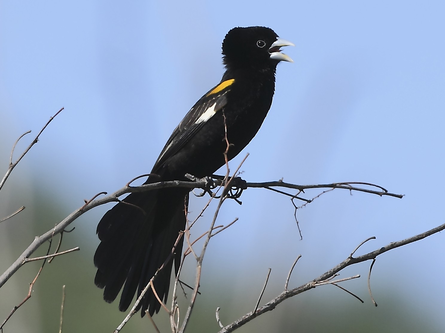 White-winged Widowbird - eBird