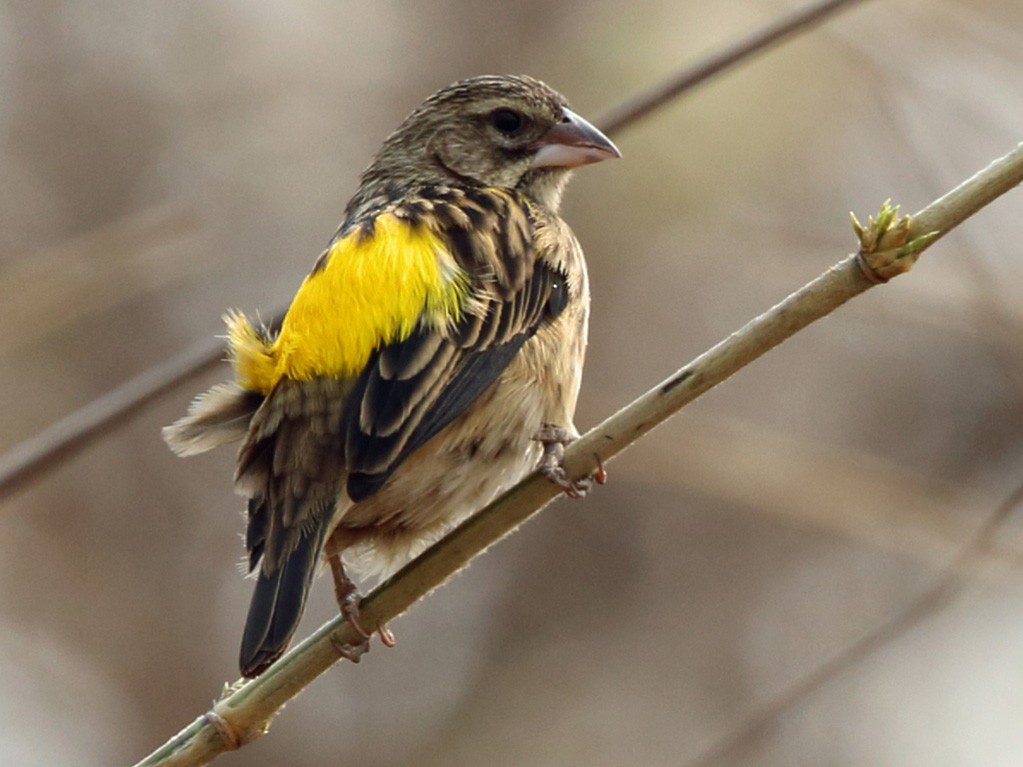 Yellow Bishop - eBird