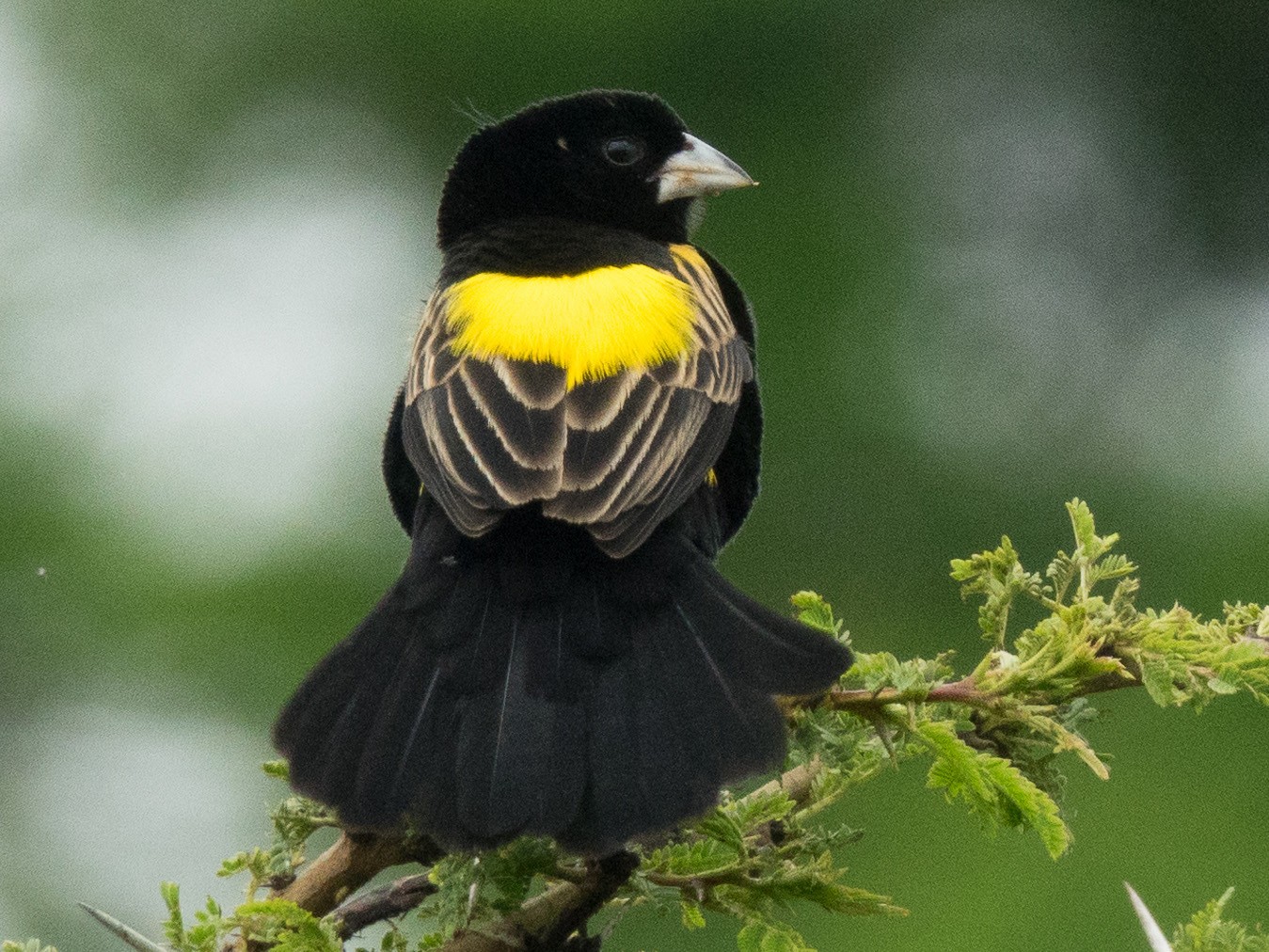 Yellow Crowned Bishop