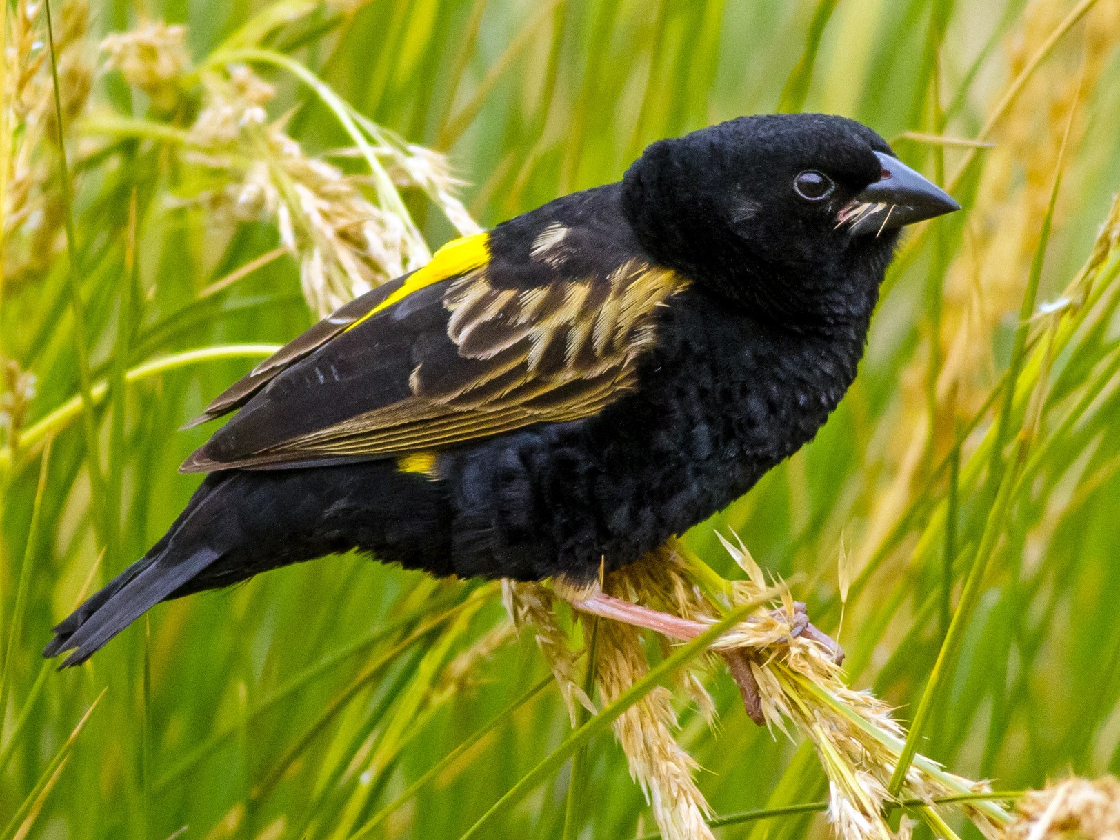 Yellow Bishop - eBird