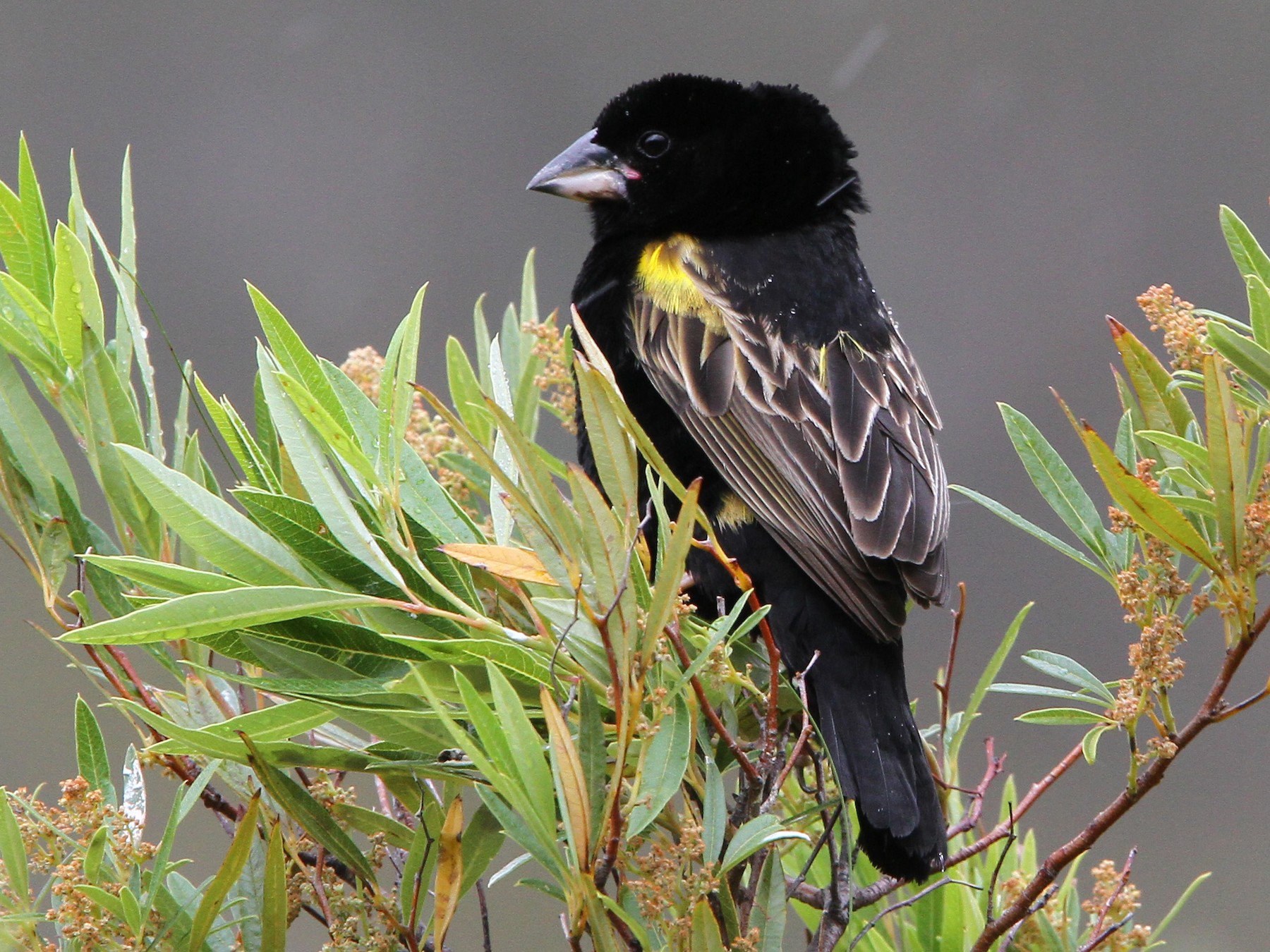 Yellow Bishop - eBird