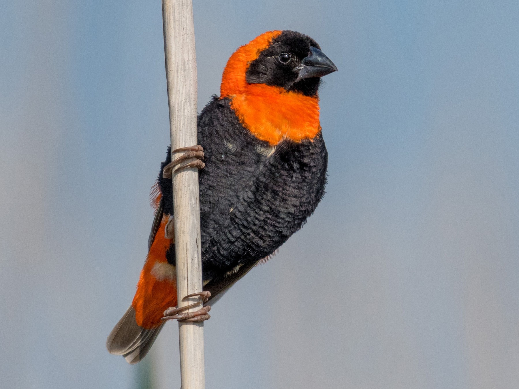 Southern Red Bishop - eBird