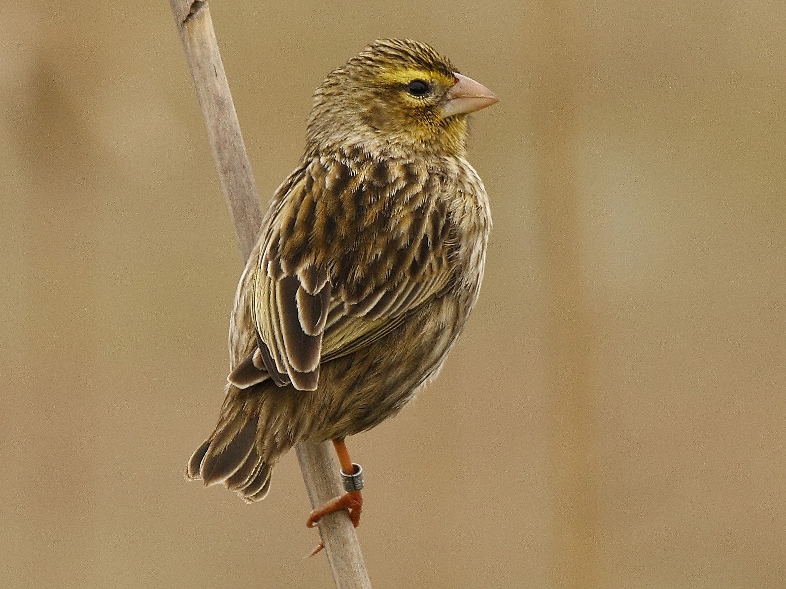 Southern Red Bishop - eBird