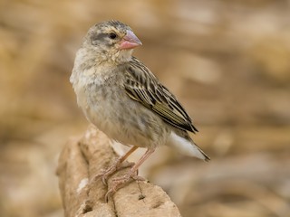 Red-billed Quelea - eBird