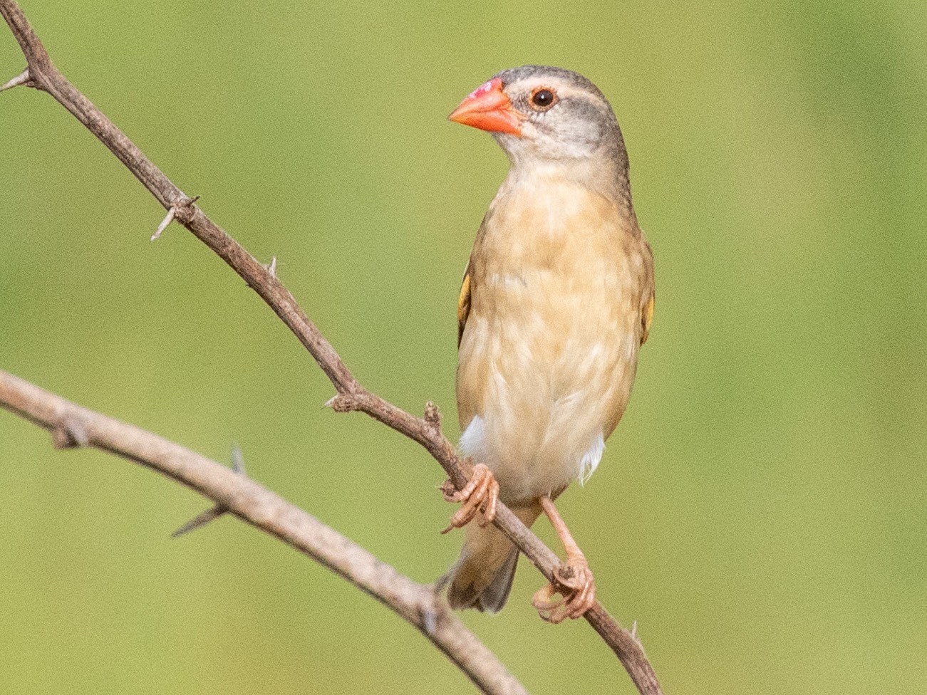Red-billed Quelea - eBird