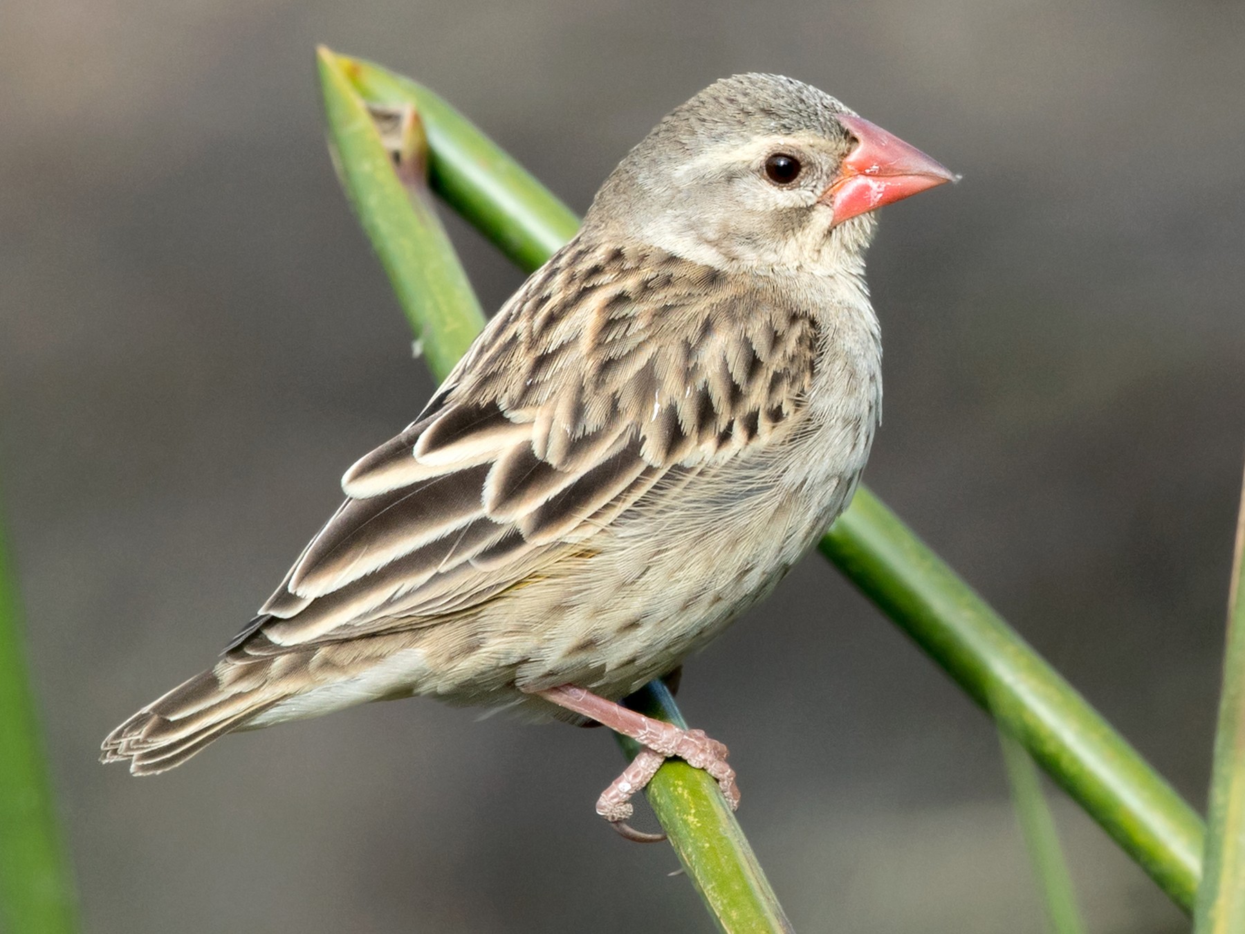 Red-billed Quelea - eBird