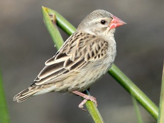 Red-billed Quelea - eBird
