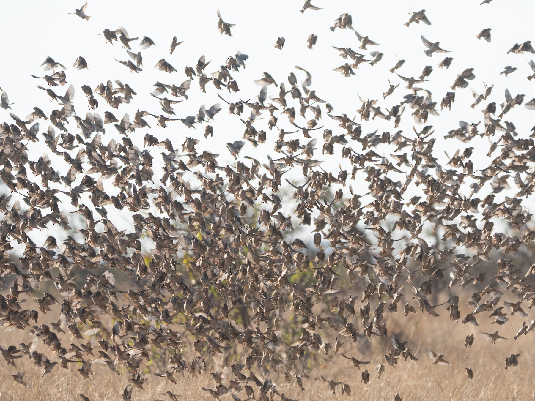 Red-billed Quelea - eBird