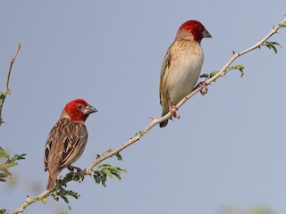 Red-headed Quelea - eBird