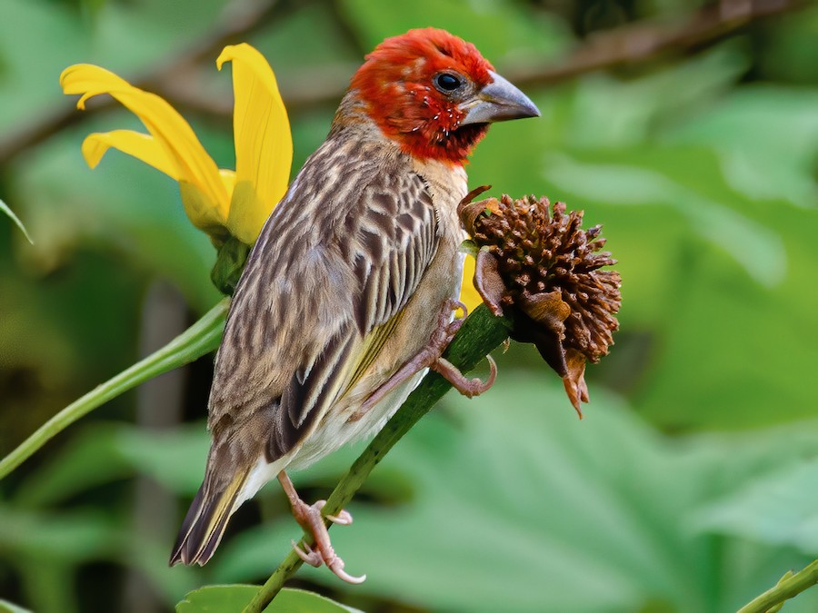 Red-headed Quelea - eBird