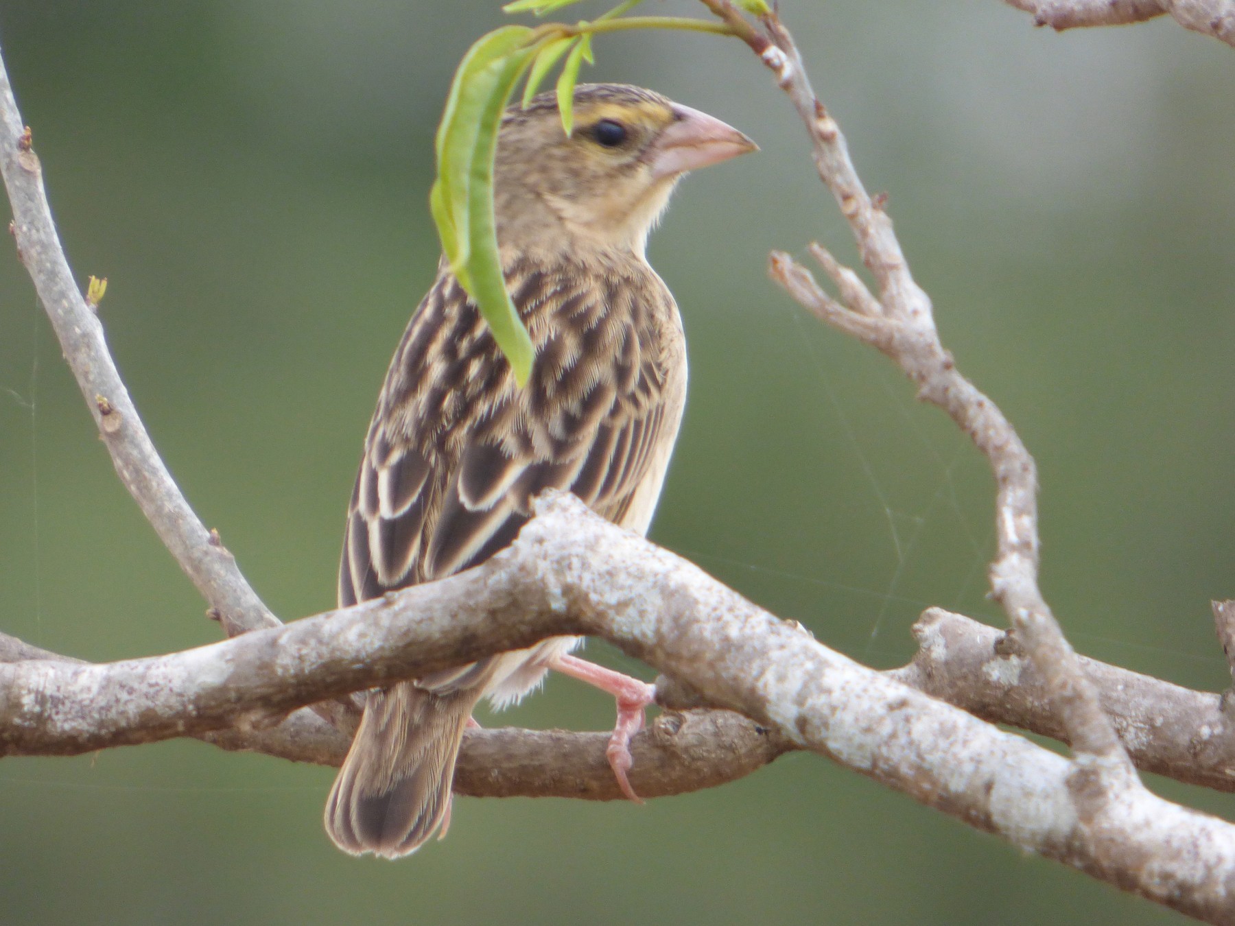 Red-headed Quelea - eBird