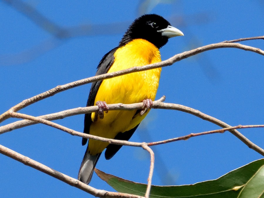 Forest Weaver - eBird