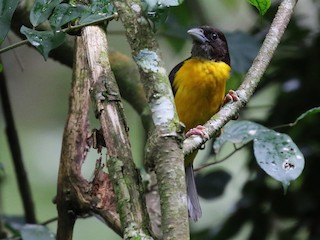 Dark-backed Weaver - eBird