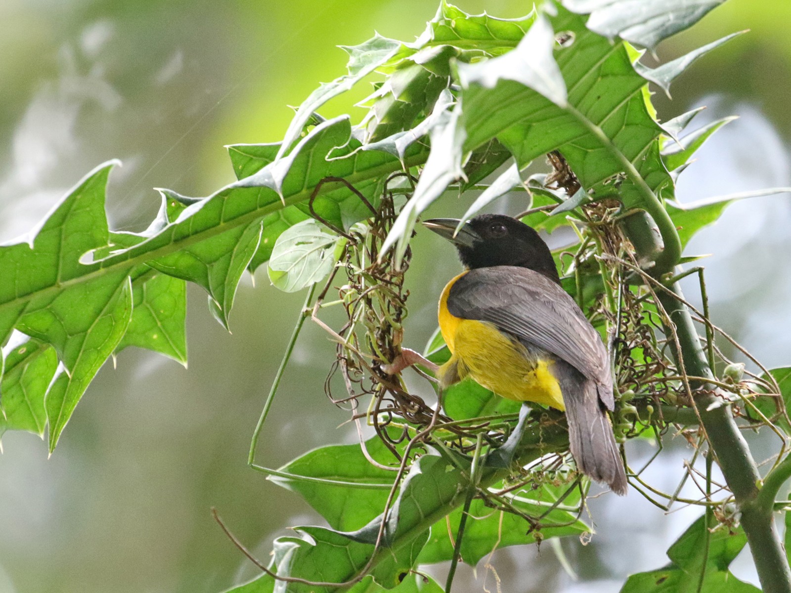 Forest Weaver - eBird