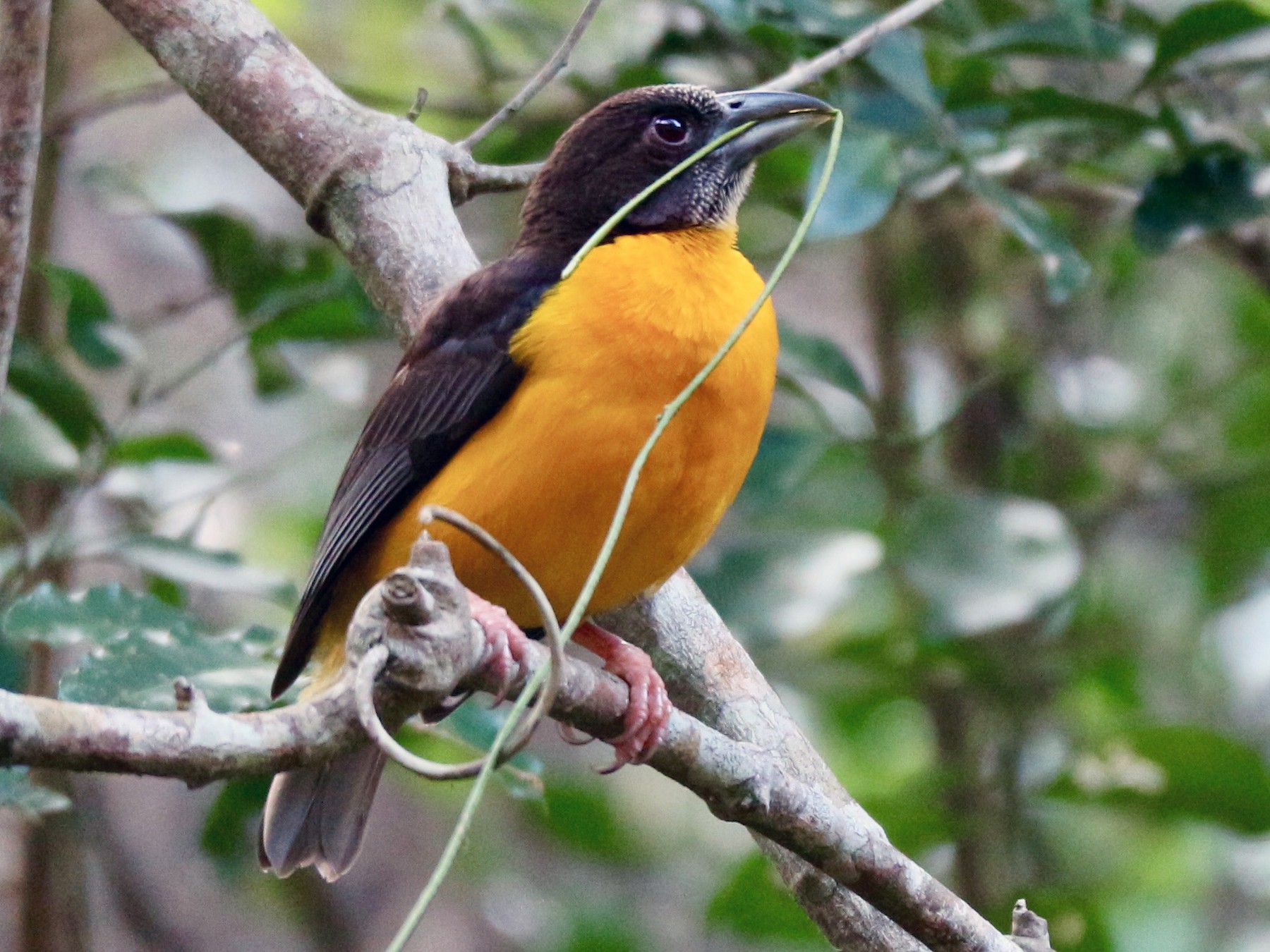 Forest Weaver - eBird