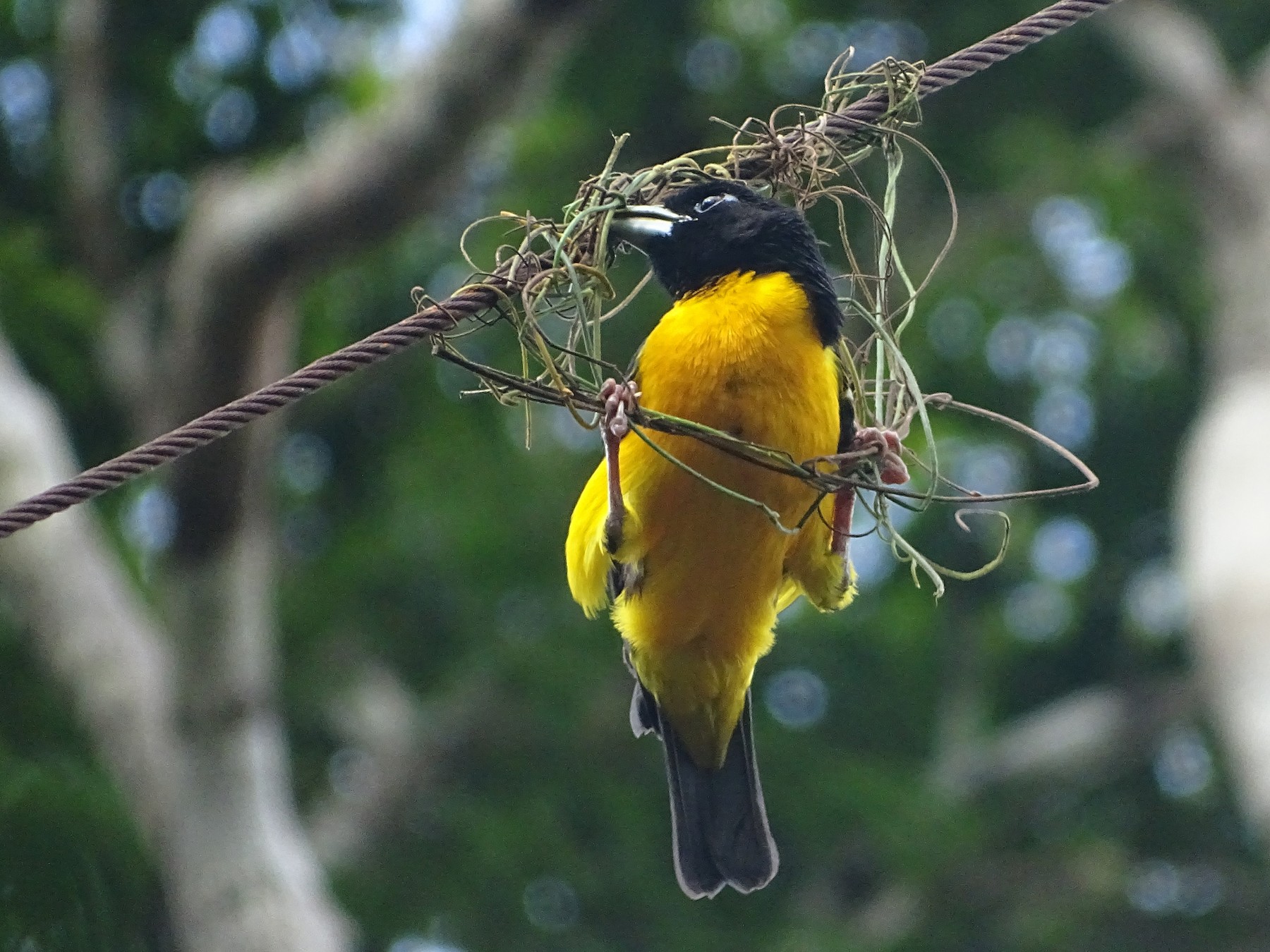 Forest Weaver - eBird