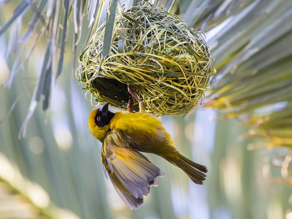 Southern Masked-Weaver - eBird
