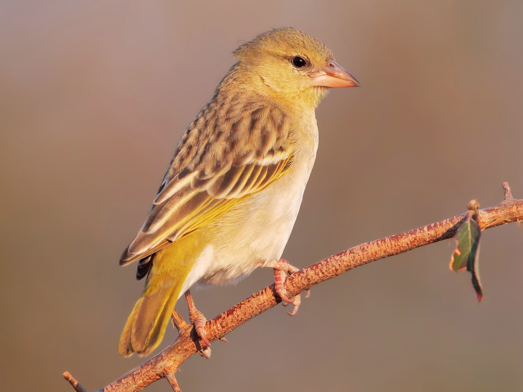 Southern Masked-Weaver - eBird