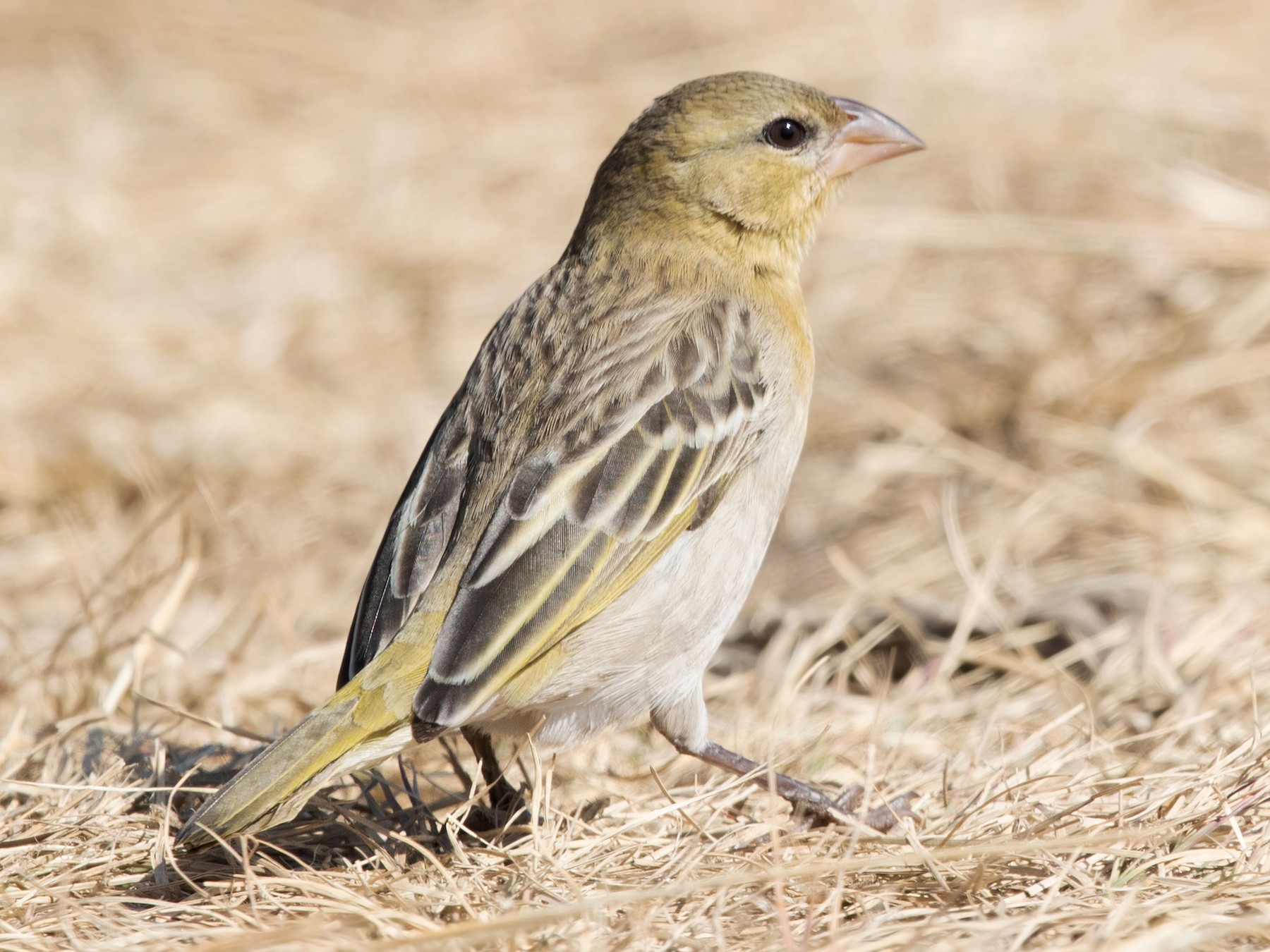 Southern Masked-Weaver - eBird