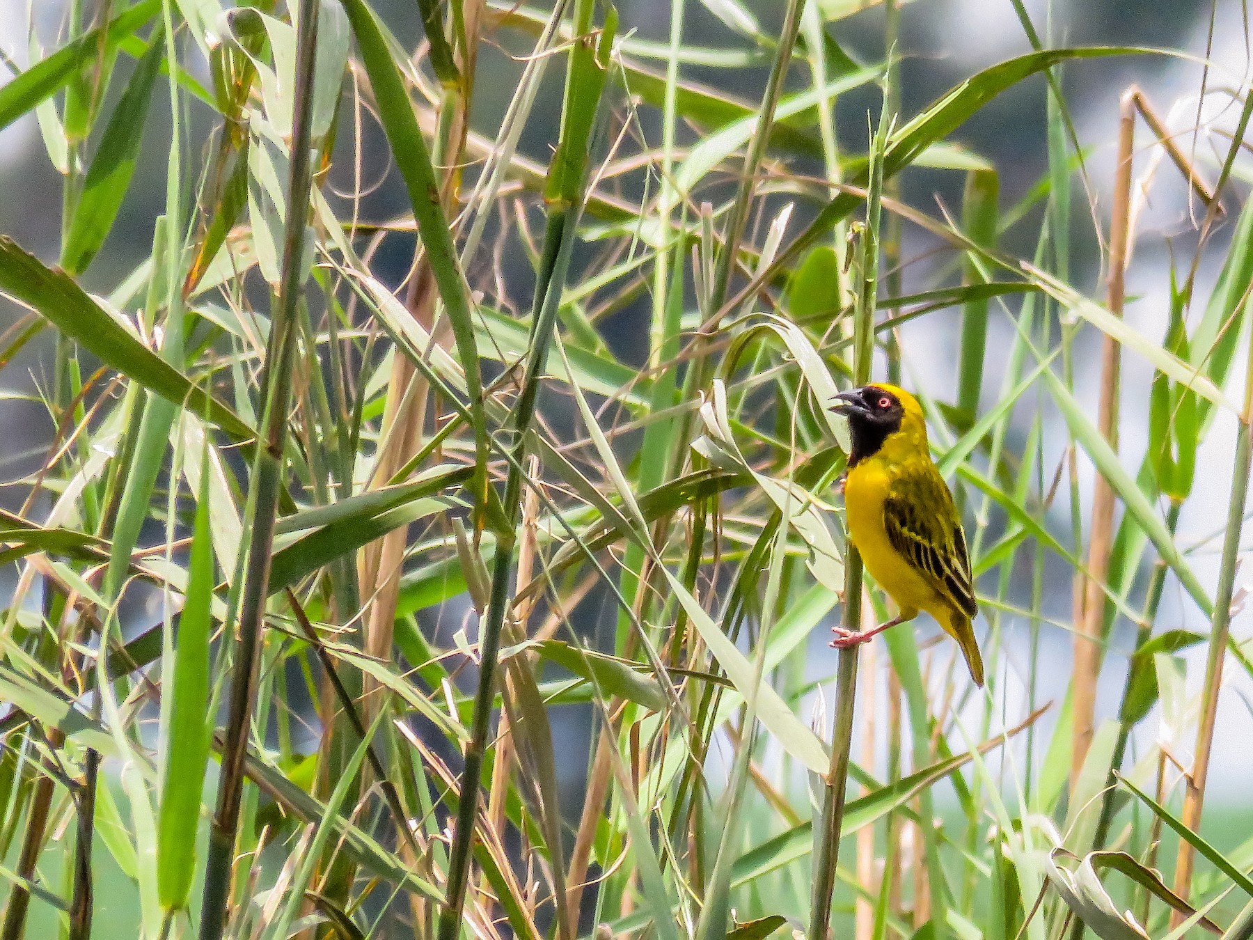 Southern Masked-Weaver - eBird