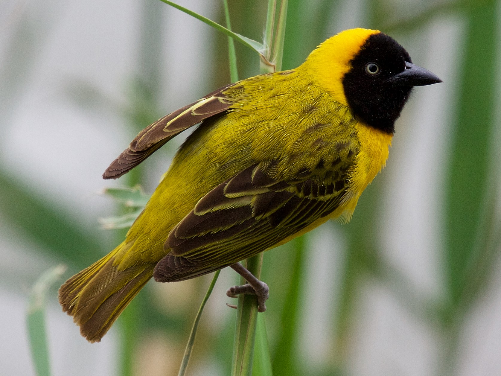 Lesser Masked-Weaver - eBird