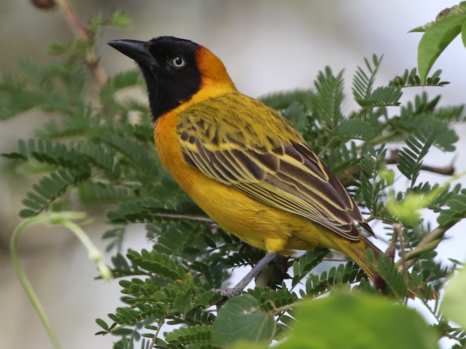 Lesser Masked-Weaver - eBird