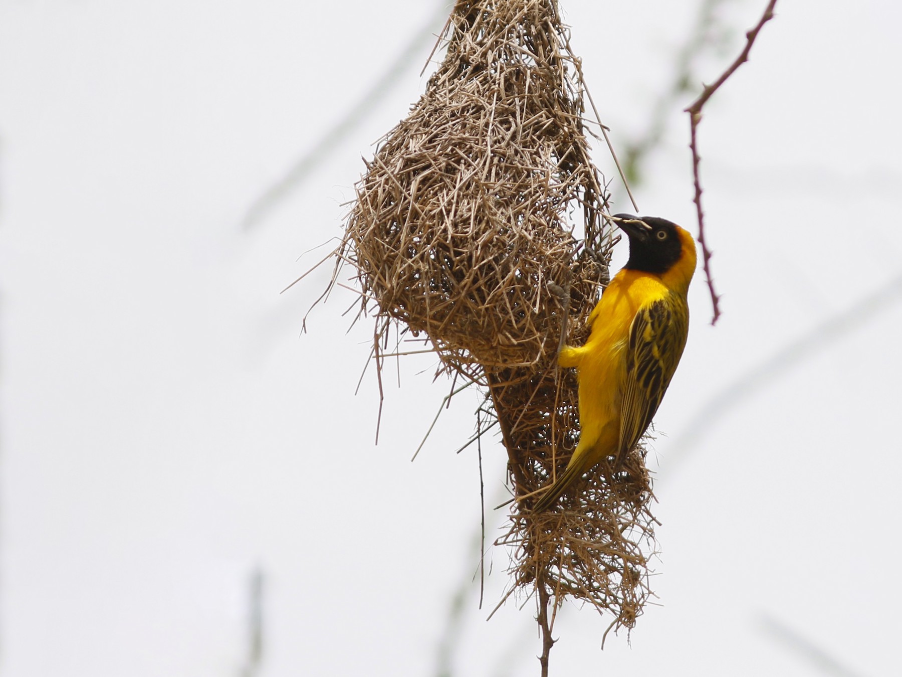 Lesser Masked-Weaver - eBird