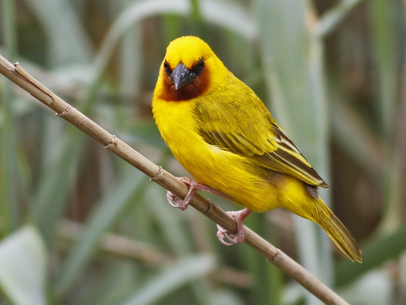 Southern Brown-throated Weaver - eBird