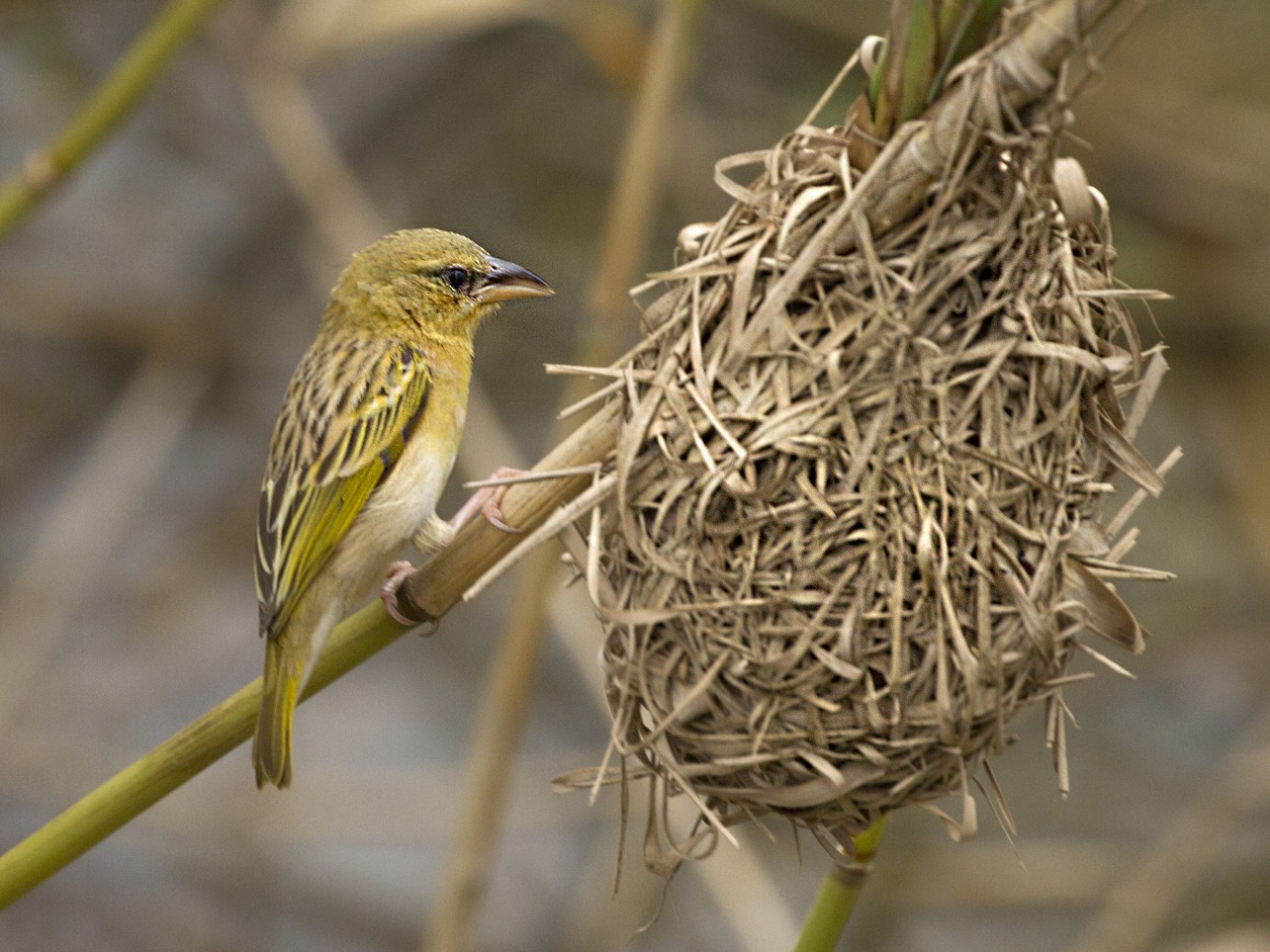 Southern Brown-throated Weaver - eBird