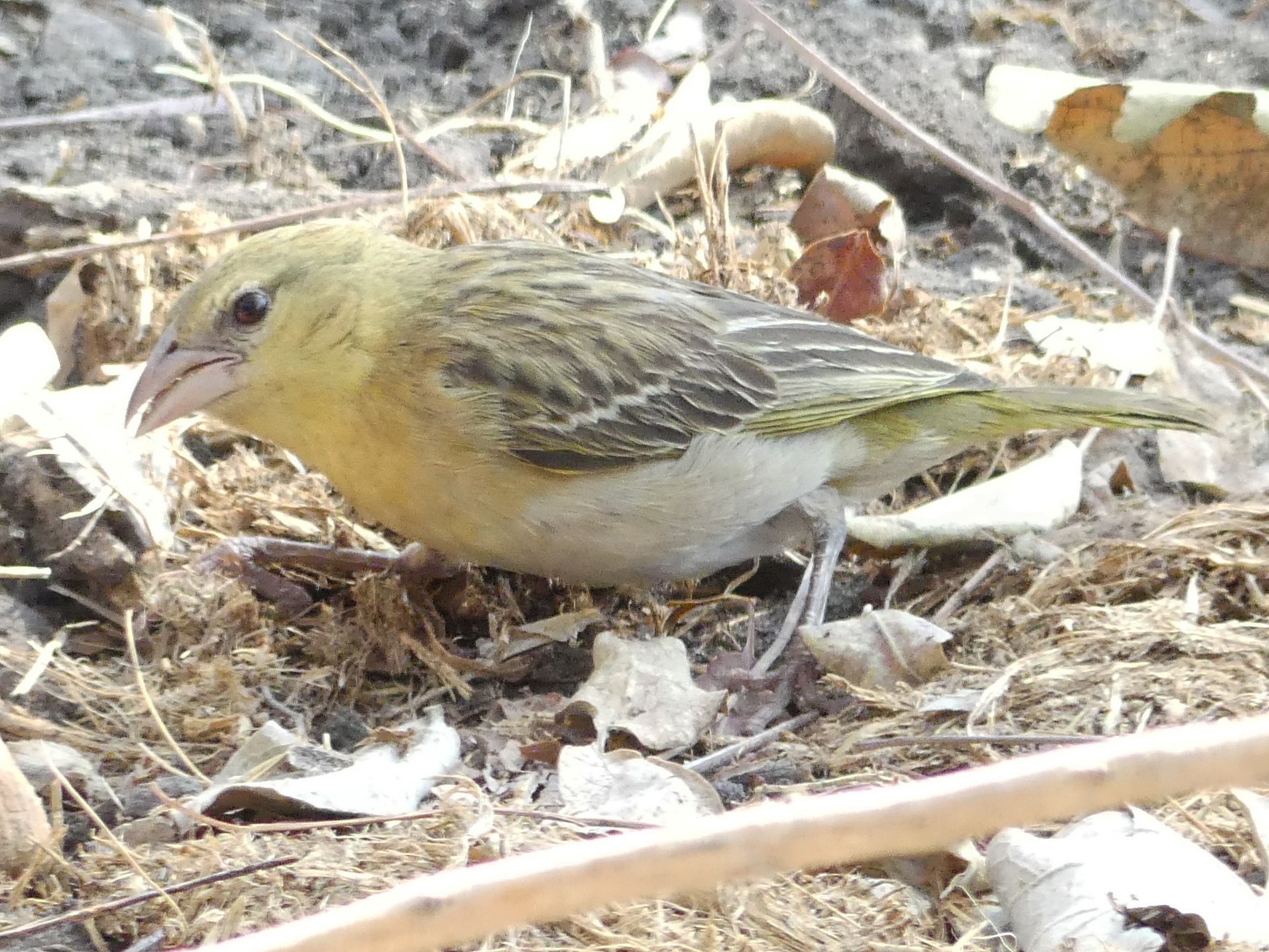 Southern Brown-throated Weaver - eBird
