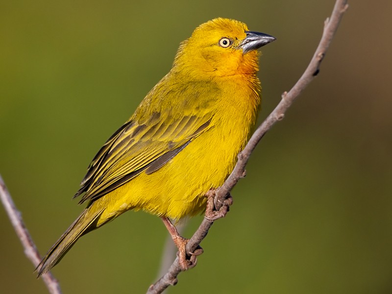 African (Holub's) Golden Weaver - eBird