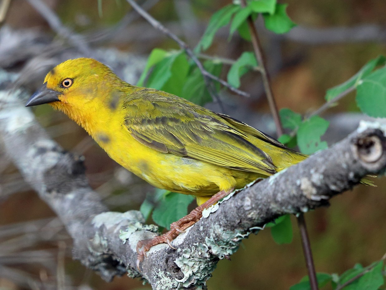African (Holub's) Golden Weaver - eBird