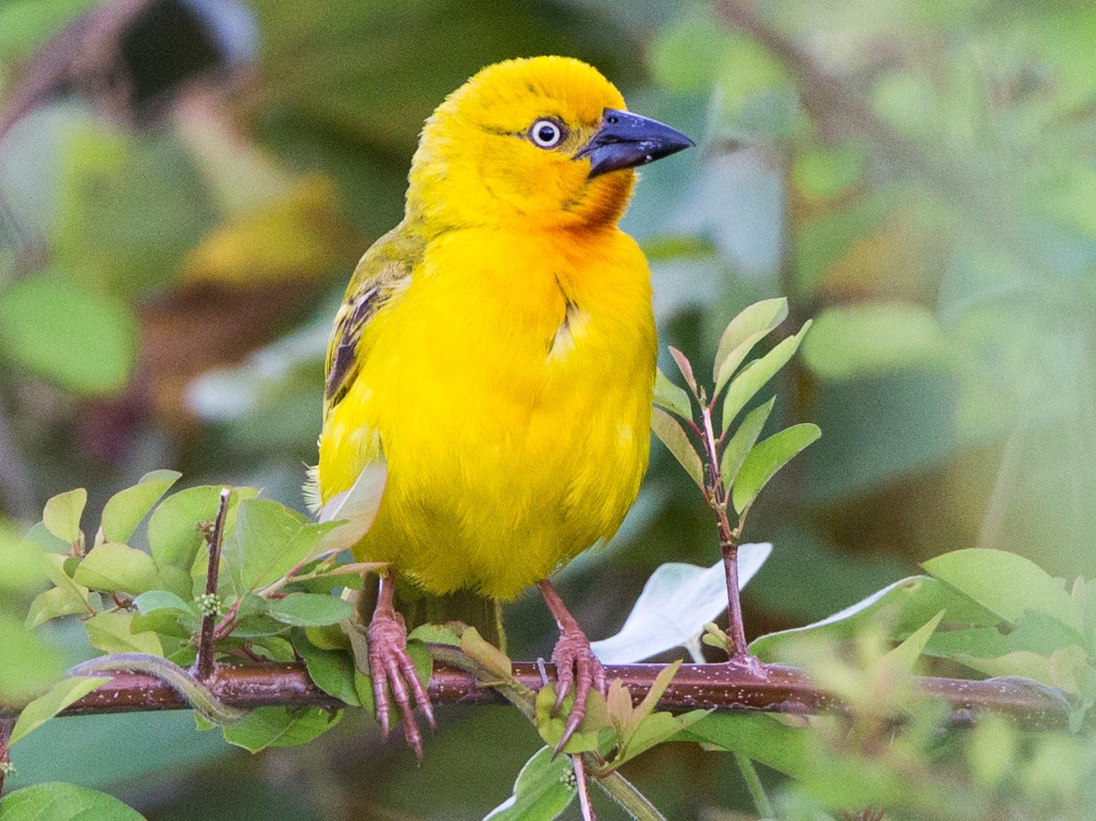 Holub's Golden-Weaver - eBird