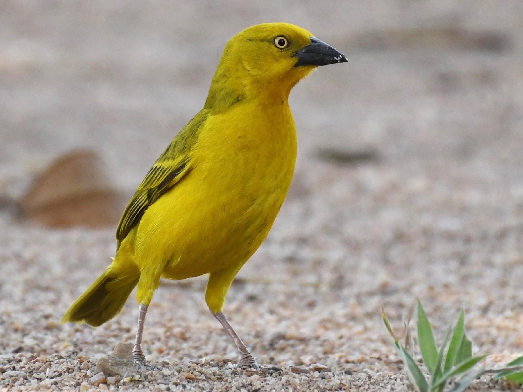 Holub's Golden-Weaver - eBird