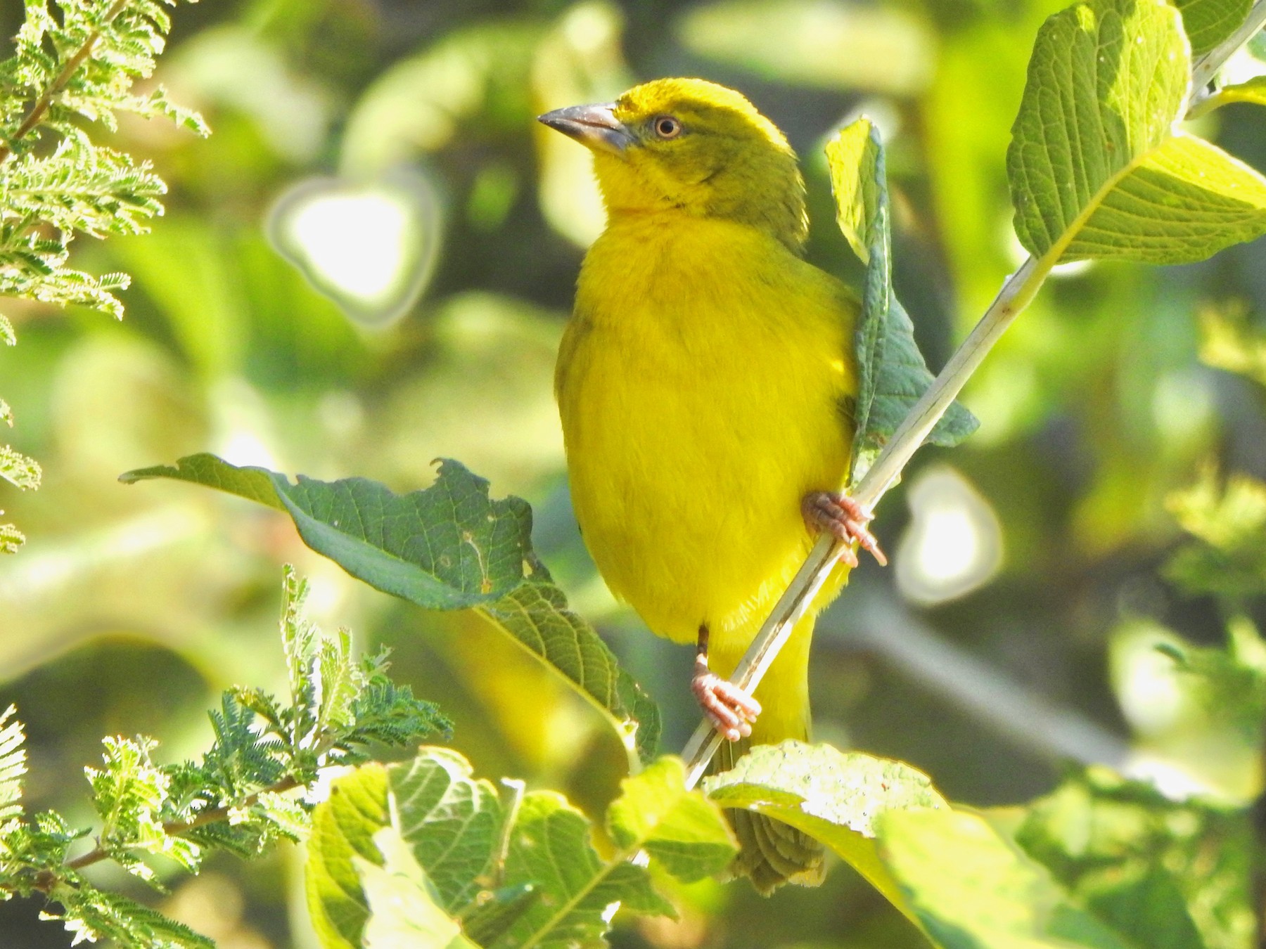 Holub's Golden-Weaver - eBird