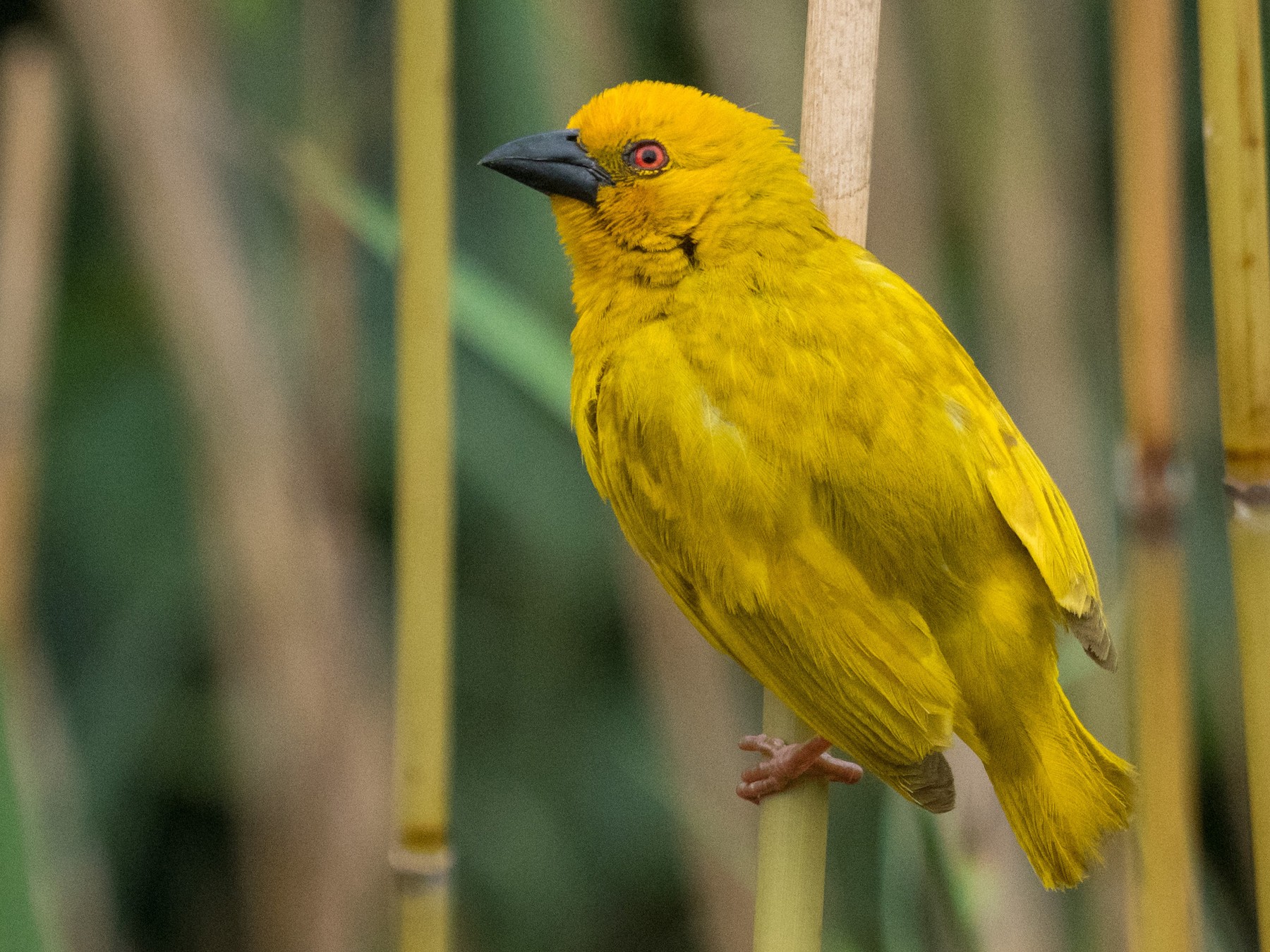 African Golden-Weaver - eBird