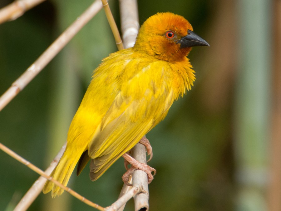 African Golden-Weaver - eBird