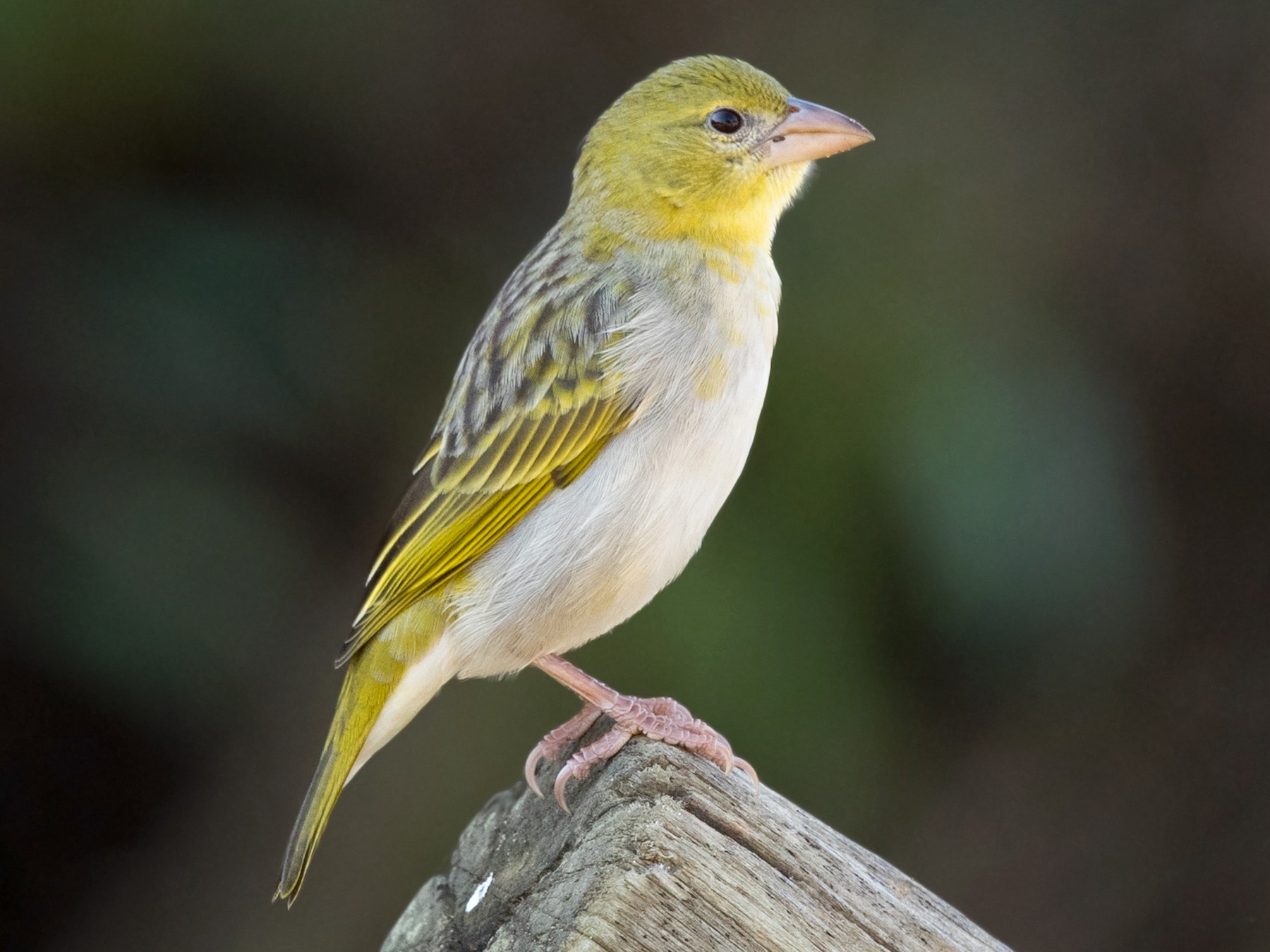 African Golden-Weaver - eBird