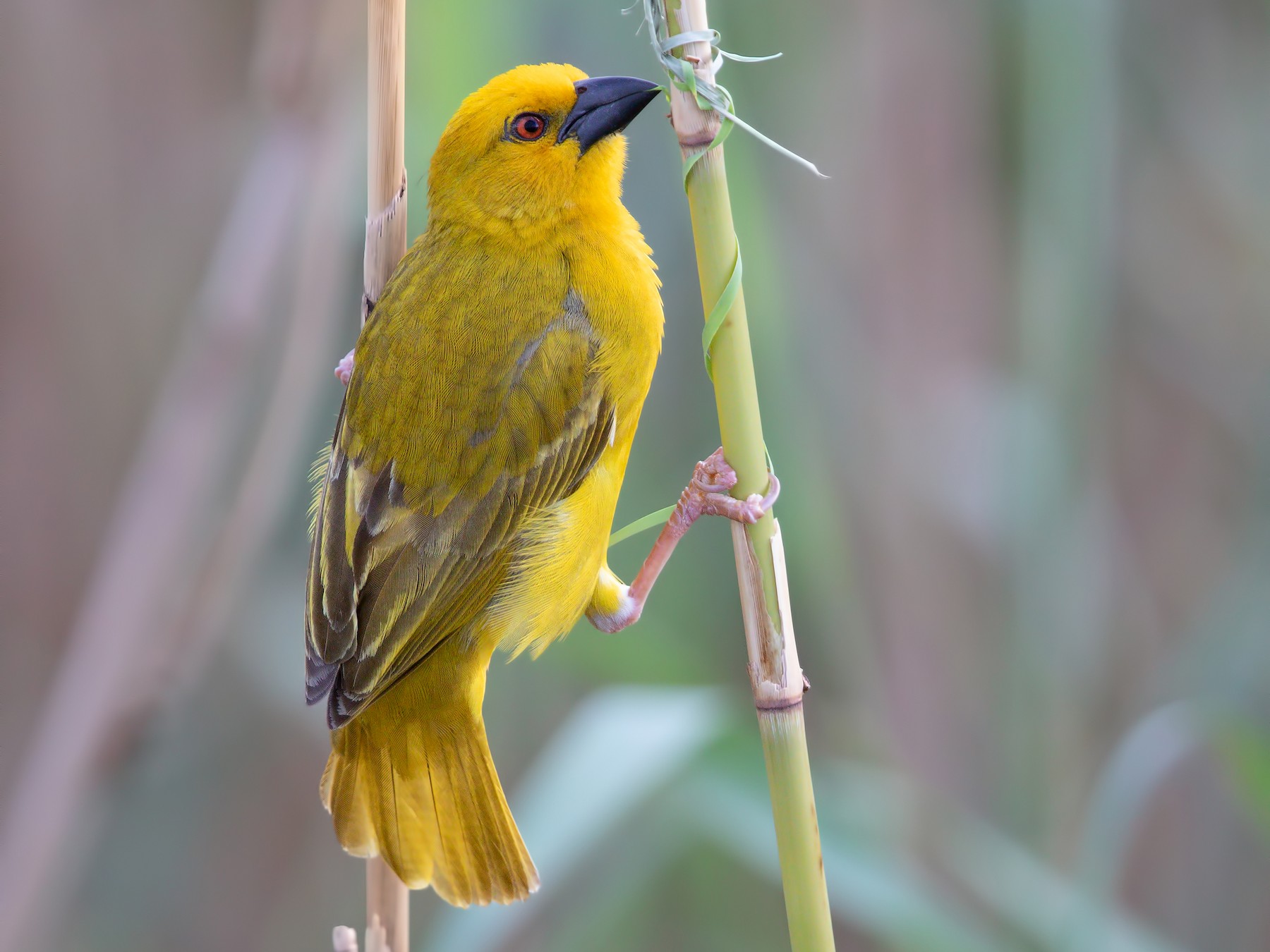 African Golden-Weaver - eBird