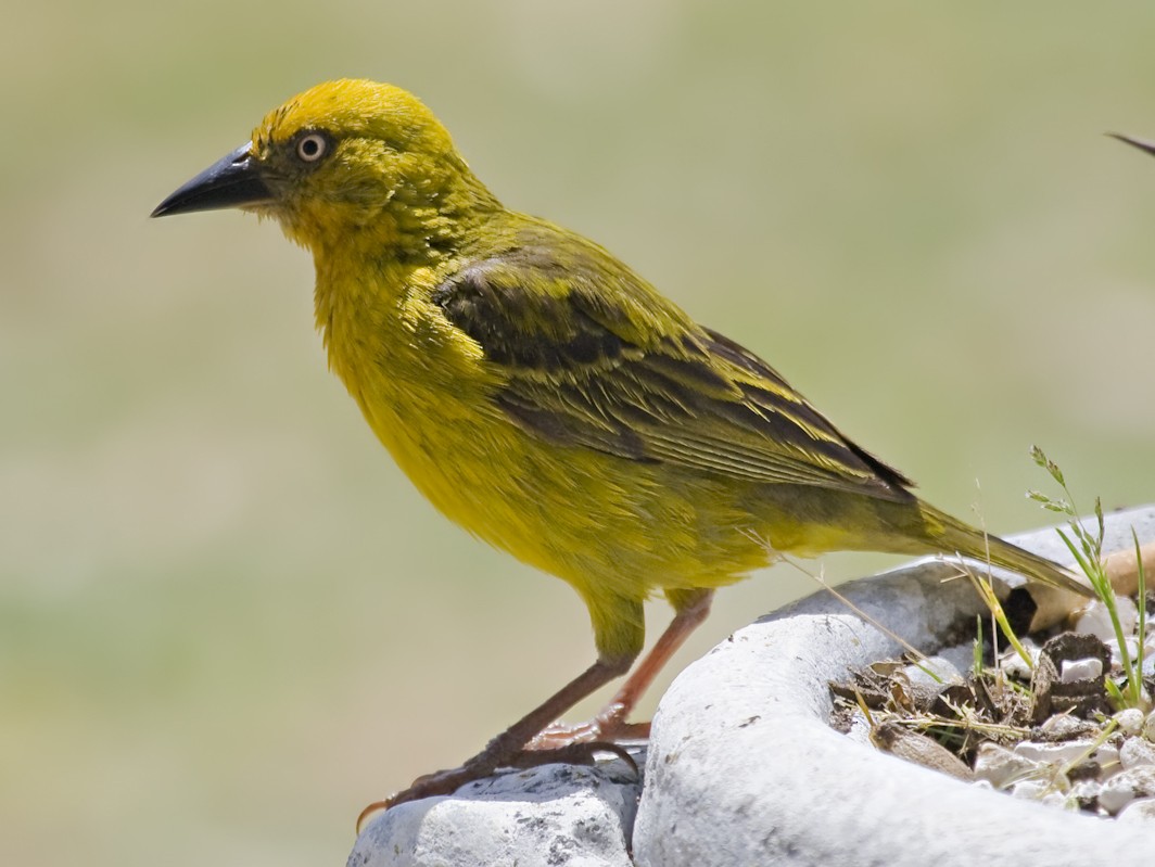 Cape Weaver - eBird