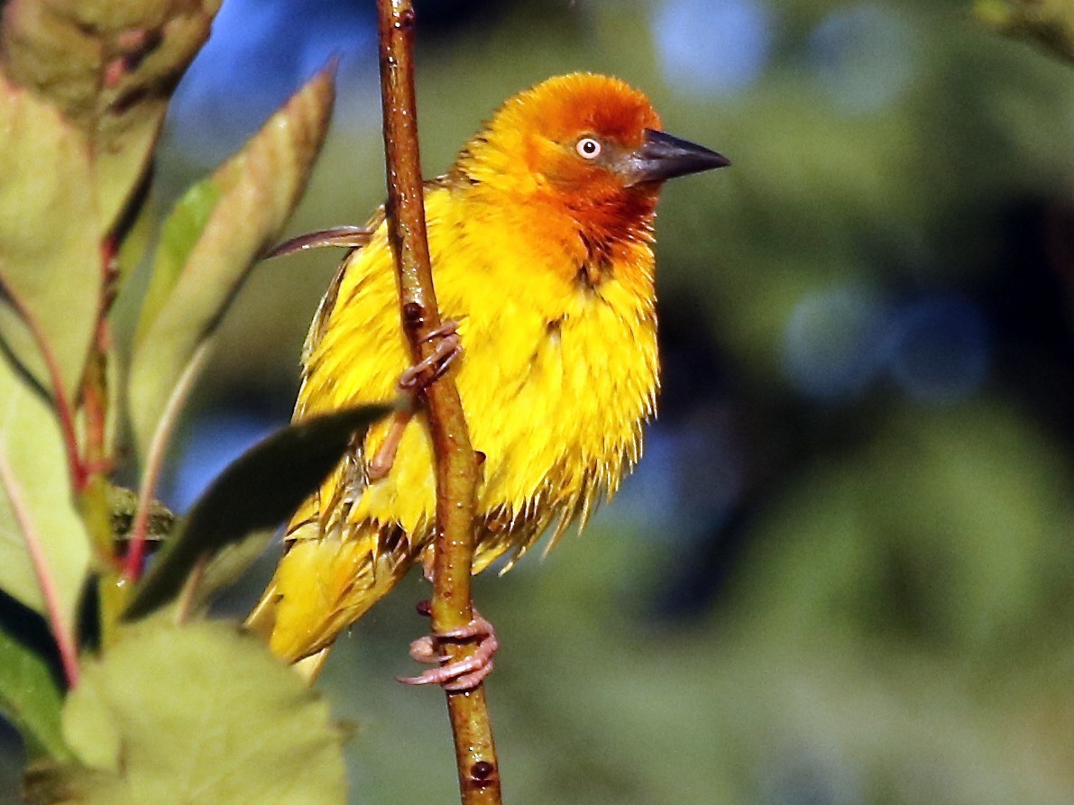 Cape Weaver - eBird