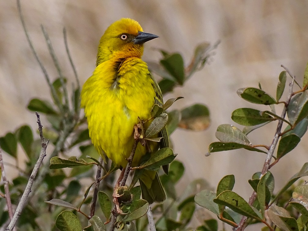 Cape Weaver - eBird